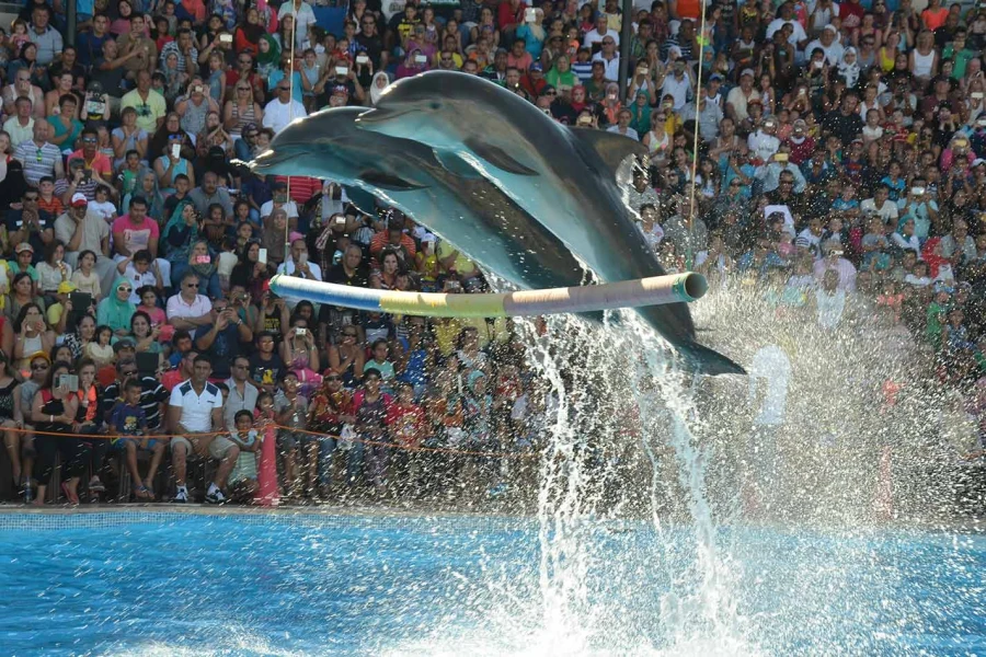 Dolphin Show in Sharm El Sheikh